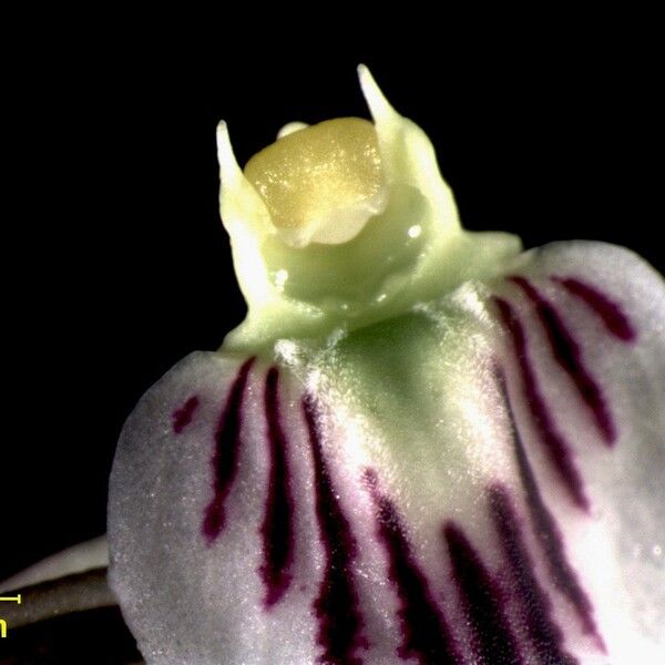Prosthechea Abbreviata Care Guide: Water, Soil & Propagation - Plantiary