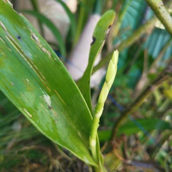 Prosthechea Chacaoensis Plant Care & How to Grow, Water