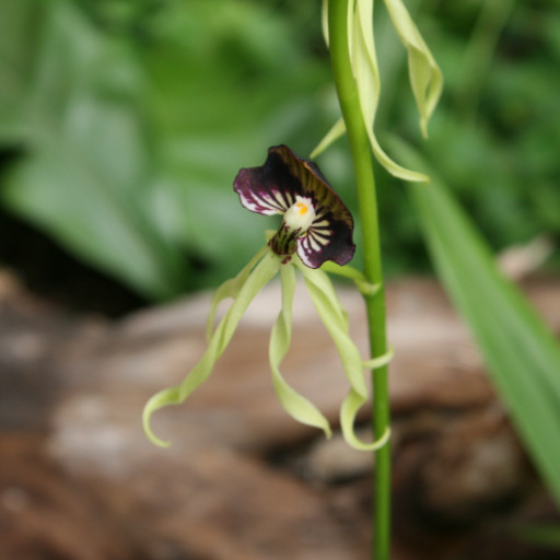 Clamshell Orchid (Prosthechea Cochleata) Plant Care & How to Grow, Water