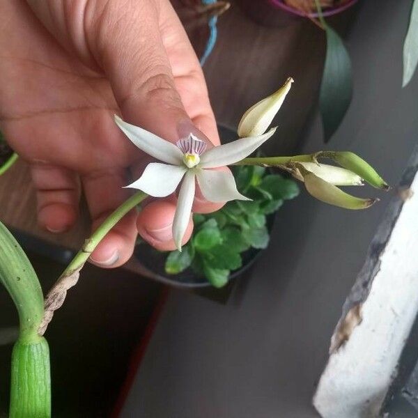 Sugandha Orchid (Prosthechea Fragrans) Plant Care & How to Grow, Water