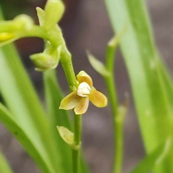 Prosthechea Ochracea Plant Care & How to Grow, Water