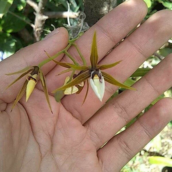 Prosthechea Pastoris Care Guide: Water, Soil & Propagation - Plantiary