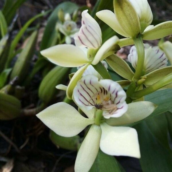 Clamshell Orchid (Prosthechea Radiata) Plant Care & How to Grow, Water