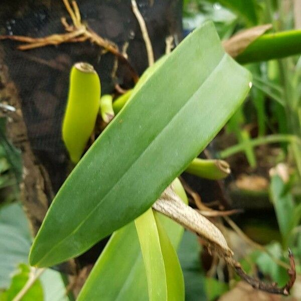 Prosthechea Spondiada Plant Care & How to Grow, Water