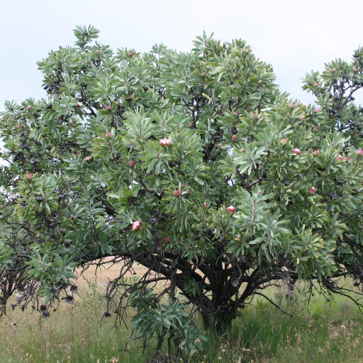 Common Sugarbush (Protea Caffra) Plant Care & How to Grow, Water