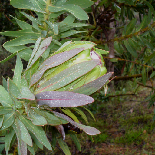 Green Protea (Protea Coronata) Plant Care & How to Grow, Water