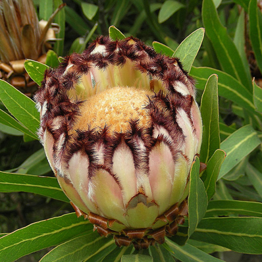 Blackbeard Sugarbush (Protea Lepidocarpodendron) Plant Care & How to Grow, Water