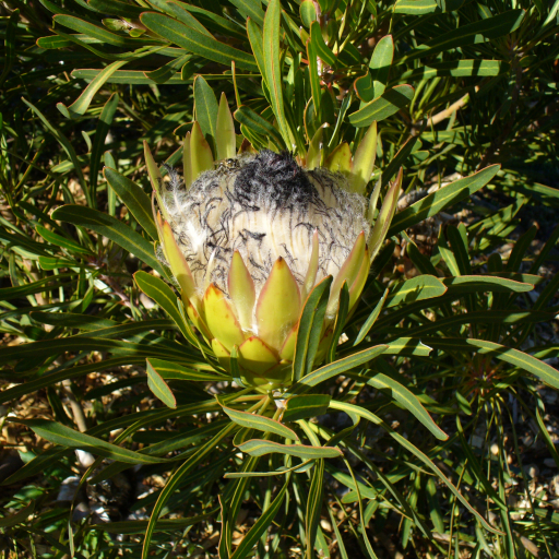Long-Leaf Protea (Protea Longifolia) Plant Care & How to Grow, Water