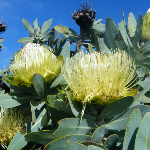 Gray Waboom Tree (Protea Nitida) Plant Care & How to Grow, Water