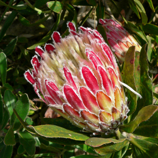 Bredasdorp Sugarbush (Protea Obtusifolia) Plant Care & How to Grow, Water