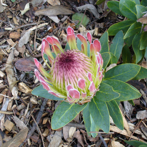 Dwarf Silver Sugarbush (Protea Roupelliae) Plant Care & How to Grow, Water