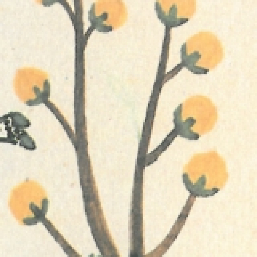 Copal (Protium Copal) Plant Care & How to Grow, Water