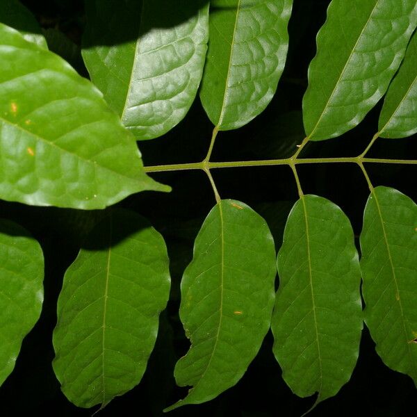 Protium Costaricense Plant Care & How to Grow, Water