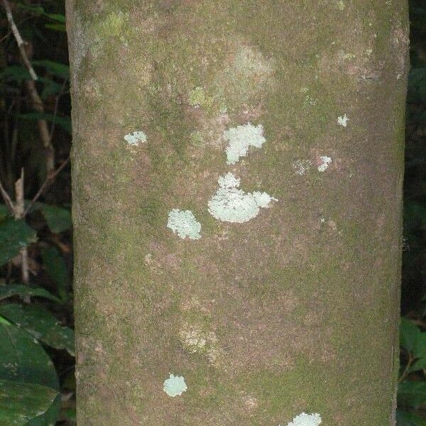 Protium Gallicum Plant Care & How to Grow, Water