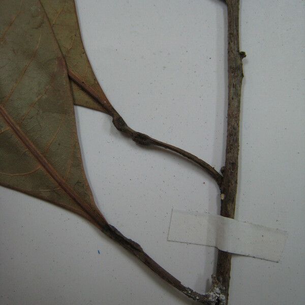 White Breu (Protium Occultum) Plant Care & How to Grow, Water