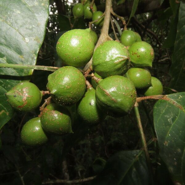 Protium Panamense Plant Care & How to Grow, Water