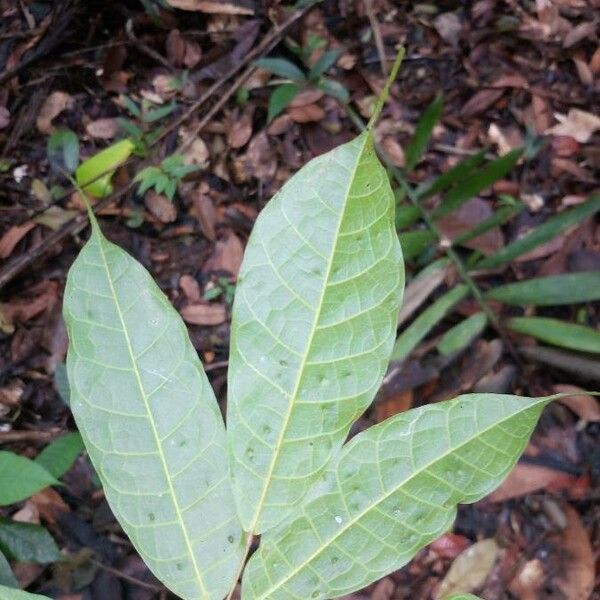 Protium Sagotianum Plant Care & How to Grow, Water