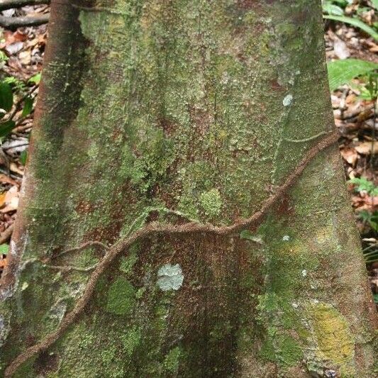 Protium Subserratum Plant Care & How to Grow, Water