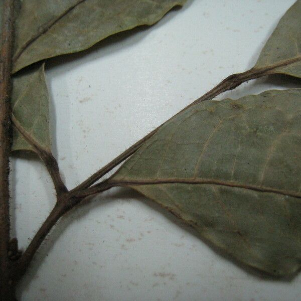 Protium Trifoliolatum Plant Care & How to Grow, Water