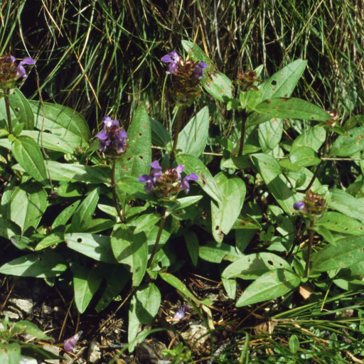 Large-Flowered Selfheal (Prunella Grandiflora) Care Guide: Water, Soil ...