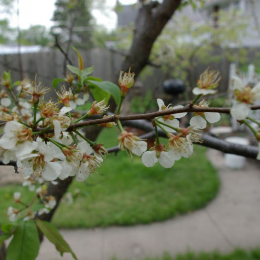 American Plum (Prunus Americana) Plant Care & How to Grow, Water