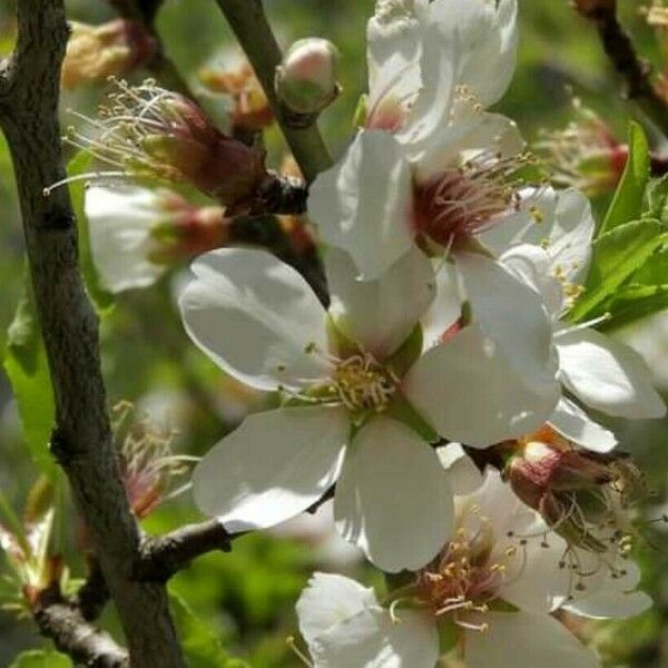 Prunus Amygdaloides Care Guide: Water, Soil & Propagation - Plantiary