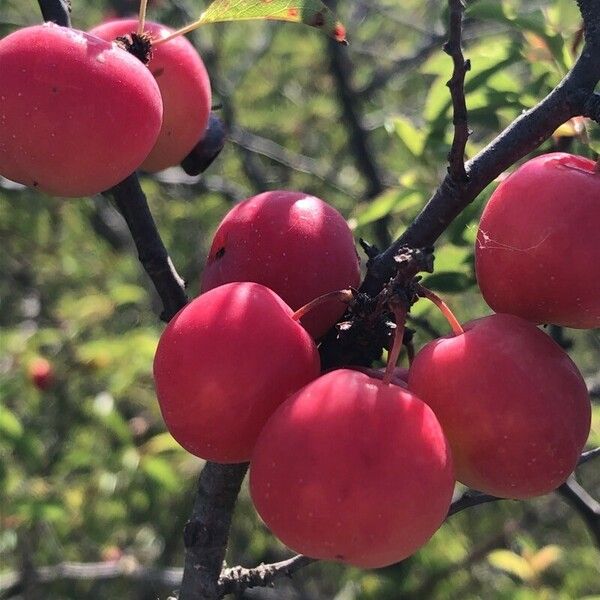 Florida Sand Plum (Prunus Angustifolia) Plant Care & How to Grow, Water
