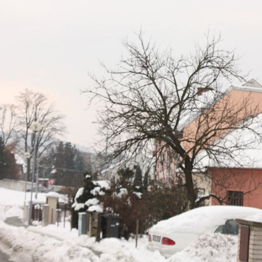 Apricot (Prunus Armeniaca) Plant Care & How to Grow, Water