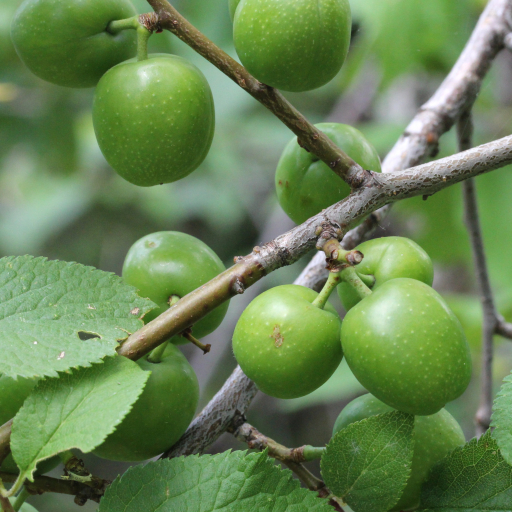 Briançon Apricot (Prunus Brigantina) Plant Care & How to Grow, Water