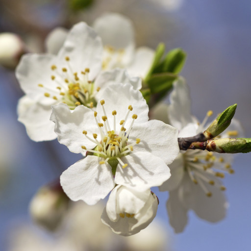 Cherry Plum (Prunus Cerasifera) Plant Care & How to Grow, Water