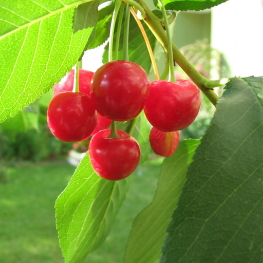 Sour Cherry (Prunus Cerasus) Plant Care & How to Grow, Water