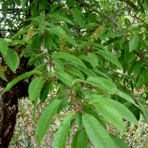 Jamana (Prunus Cornuta) Plant Care & How to Grow, Water