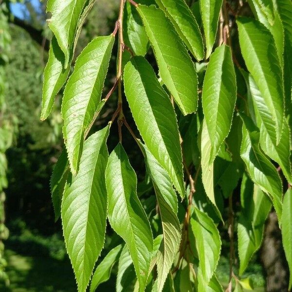Fenzls Almond (Prunus Fenzliana) Plant Care & How to Grow, Water