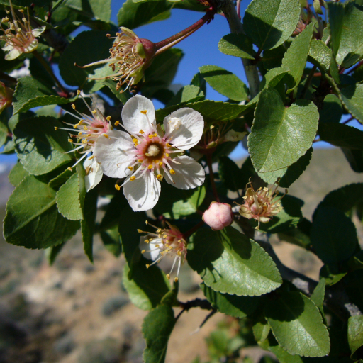 Desert Apricot (Prunus Fremontii) Plant Care & How to Grow, Water