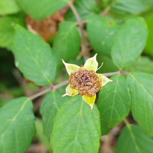 Blackthorn Or Sloe (Prunus × Fruticans) Plant Care & How to Grow, Water