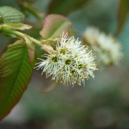 Prunus Himalayana Plant Care & How to Grow, Water