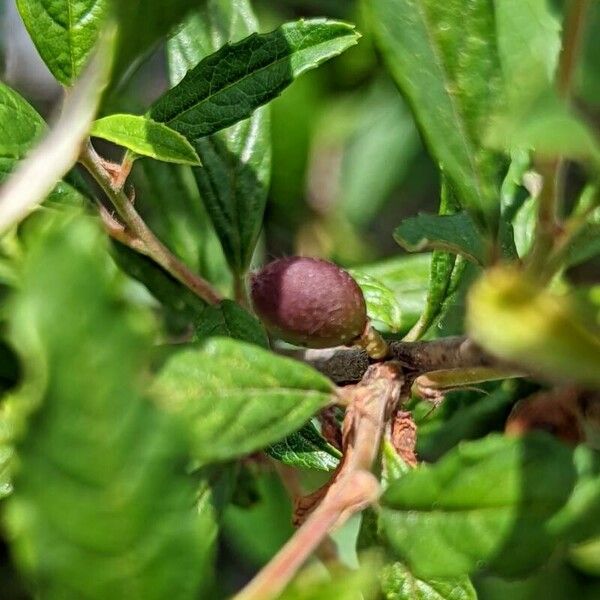 Willow Leaf Cherry (Prunus Incana) Plant Care & How to Grow, Water