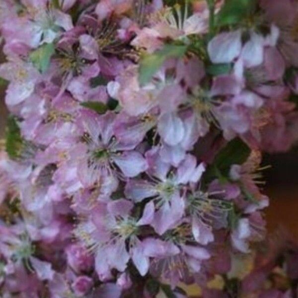 Himalayan Cherry (Prunus Jacquemontii) Plant Care & How to Grow, Water