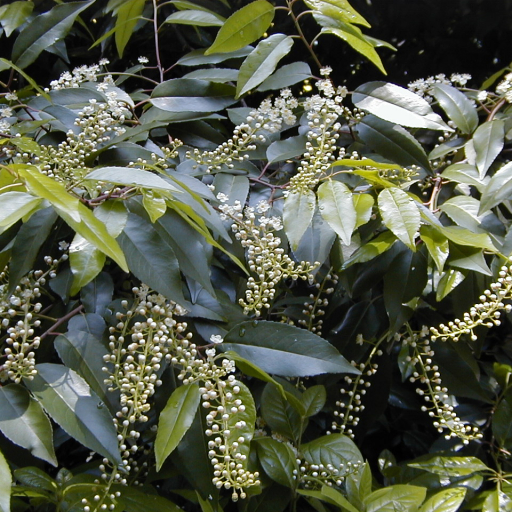 Portuguese Cherry Laurel (Prunus Lusitanica) Care Guide: Water, Soil ...