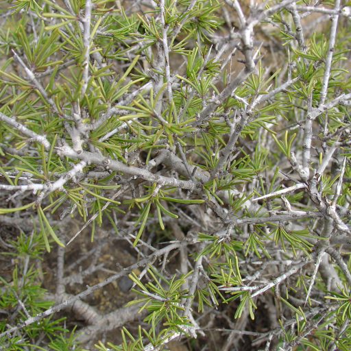 Prunus Lycioides Care Guide: Water, Soil & Propagation - Plantiary