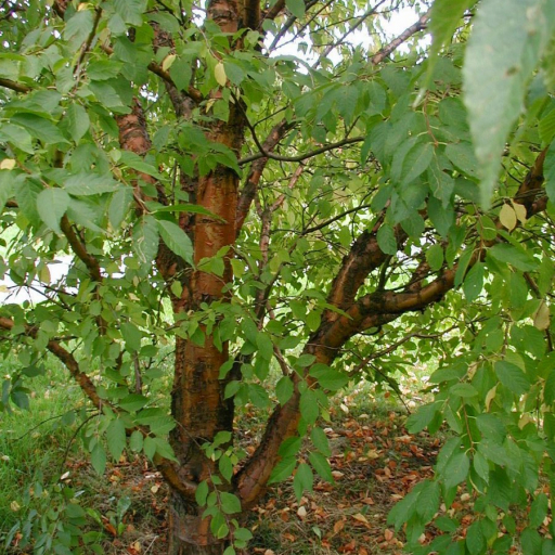 Amur Chokecherry (Prunus Maackii) Care Guide: Water, Soil & Propagation ...