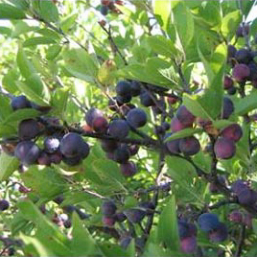 Beach Plum (Prunus Maritima) Plant Care & How to Grow, Water