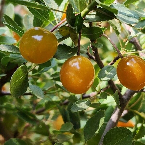 Anti Lebanon Wild Cherry (Prunus Microcarpa) Care Guide: Water, Soil ...