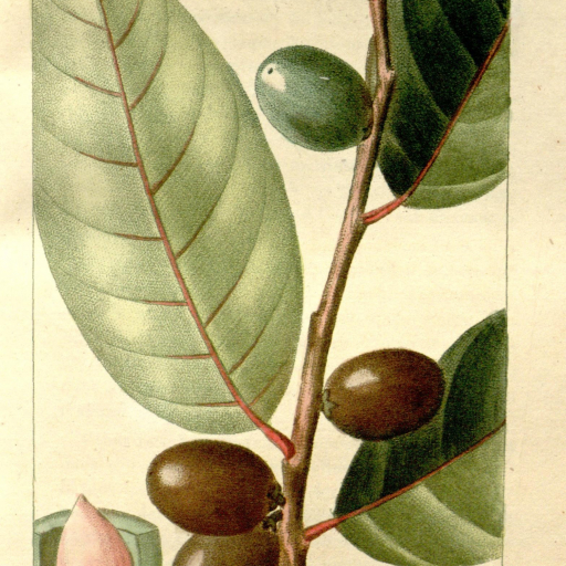 West Indian Cherry (Prunus Myrtifolia) Care Guide: Water, Soil ...