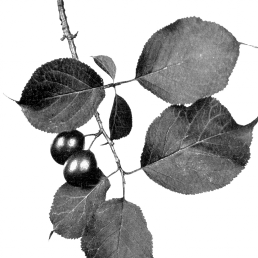 Canadian Plum (Prunus Nigra) Plant Care & How to Grow, Water