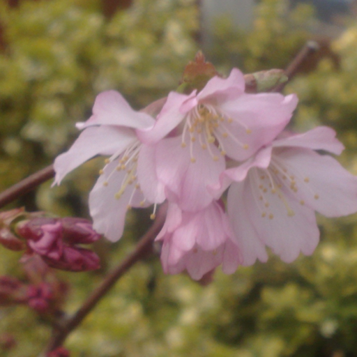 Japanese Alpine Cherry (Prunus Nipponica) Plant Care & How to Grow, Water