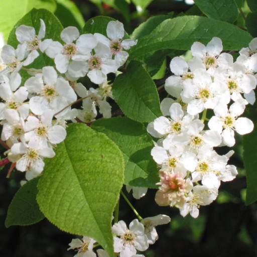 Bird Cherry (Prunus Padus) Plant Care & How to Grow, Water