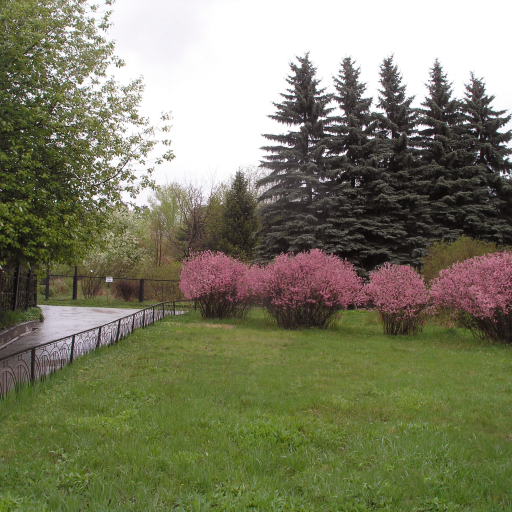 Long Peduncled Almond (Prunus Pedunculata) Care Guide: Water, Soil ...