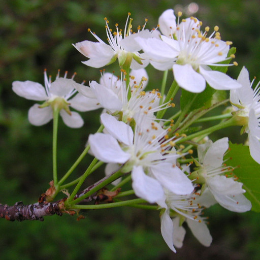 Pin Cherry (Prunus Pensylvanica) Plant Care & How to Grow, Water