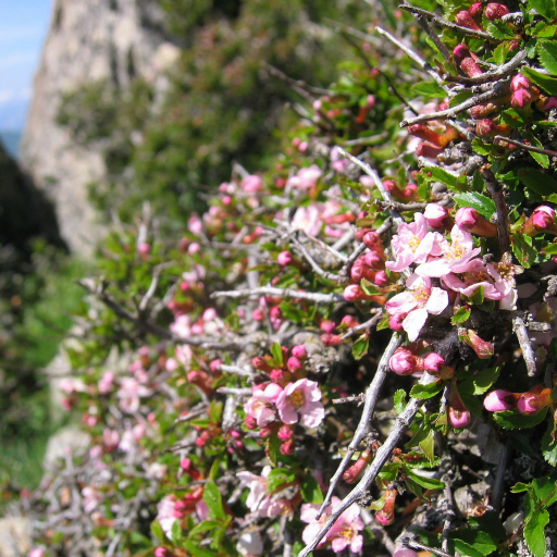 Rock Cherry (Prunus Prostrata) Plant Care & How to Grow, Water